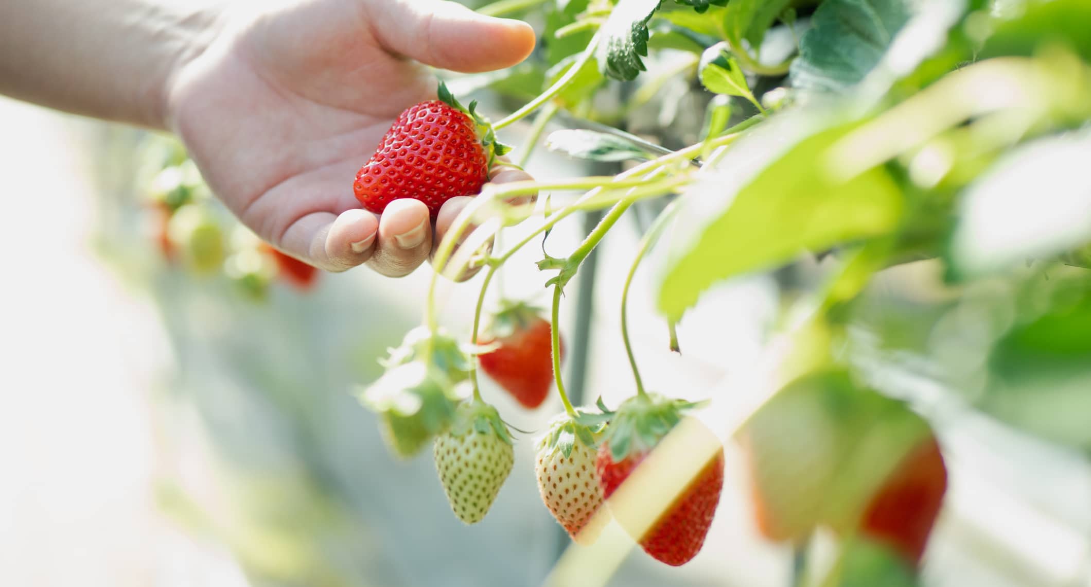 Granola Bar | ikuta®